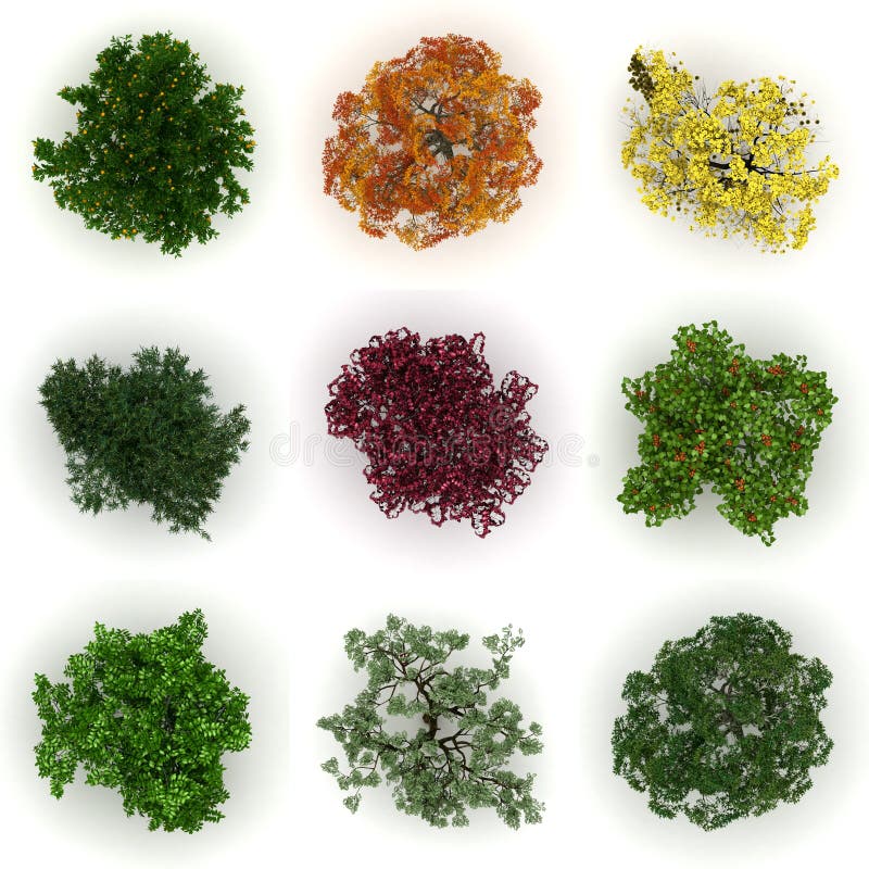 Trees from top view stock illustration. Illustration of japonicum ...