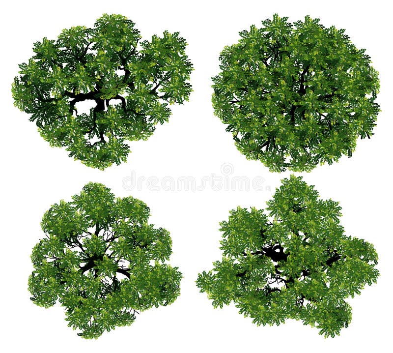 Vector Green Tree top view stock vector. Illustration of environment ...