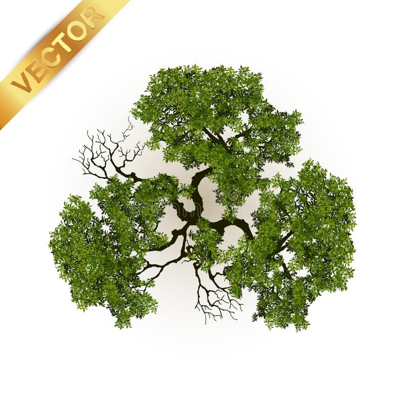 Trees Top View Map Stock Illustrations – 1,730 Trees Top View Map Stock ...