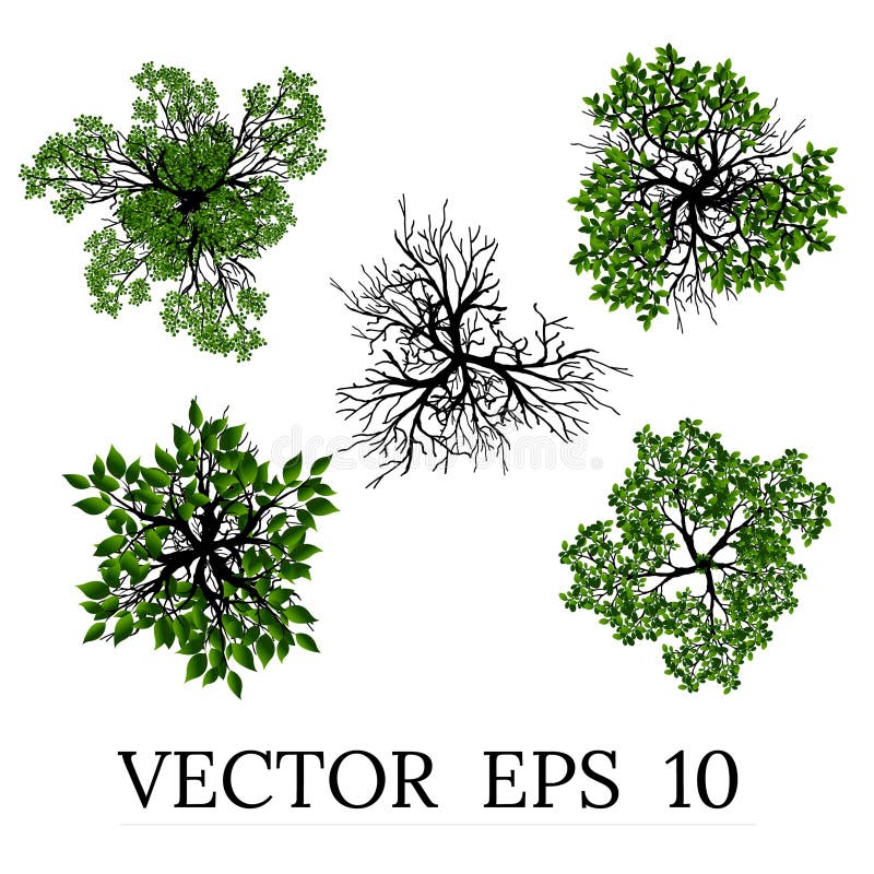 Trees Top View Map Stock Illustrations – 1,465 Trees Top View Map Stock ...