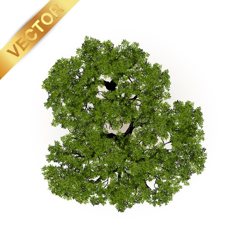 Trees Top View Vector Set for Landscape Design and Map Stock Vector ...