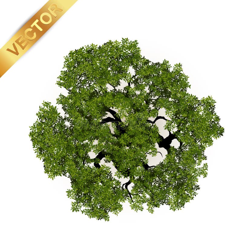 Tree Top View Vector Png