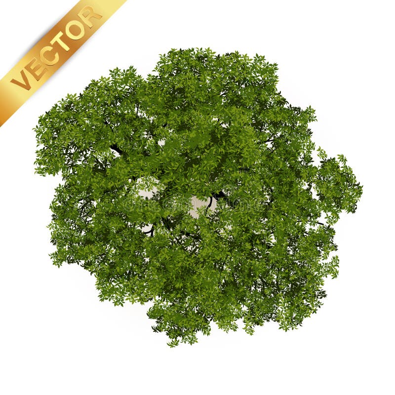 Tree Top View Illustration Png