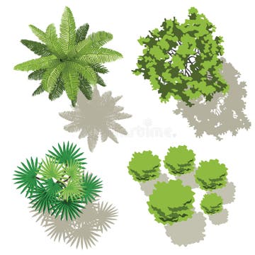 Cycads Stock Illustrations – 212 Cycads Stock Illustrations, Vectors ...
