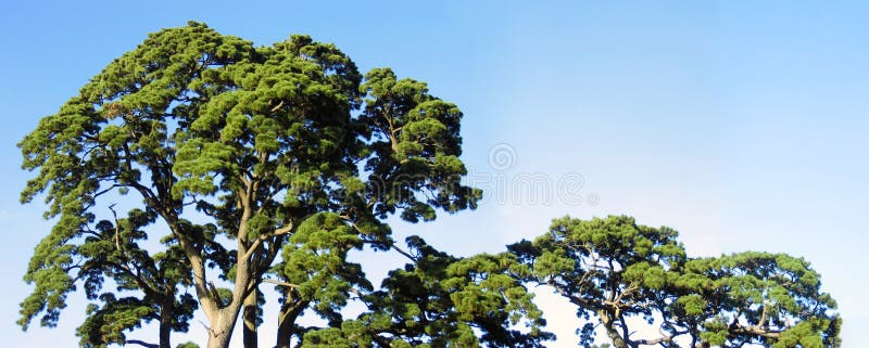 Trees top - wide stock image. Image of green, naturistic - 21525