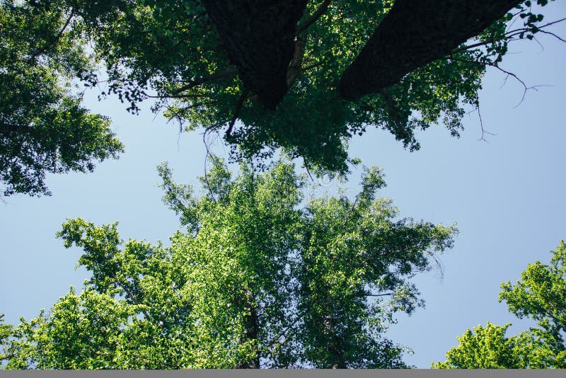 Trees Tops Background and Sky Stock Image - Image of blue, area: 112872923