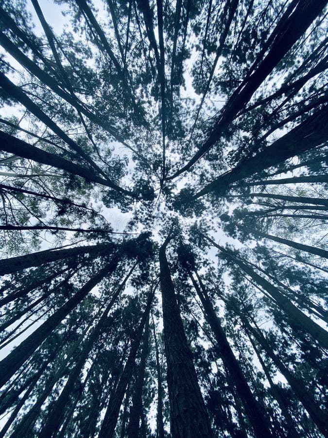 Trees touch the sky stock photo. Image of sunlight, iphone - 234838722