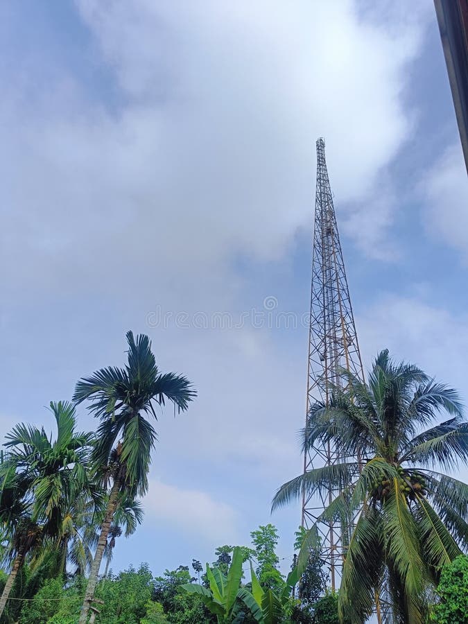 Trees and towers stock image. Image of coconuttree, coconutpalm - 294556947