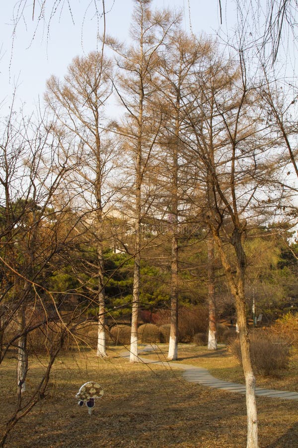 Trees in a Park in Early Spring Stock Image - Image of fruit, covered ...