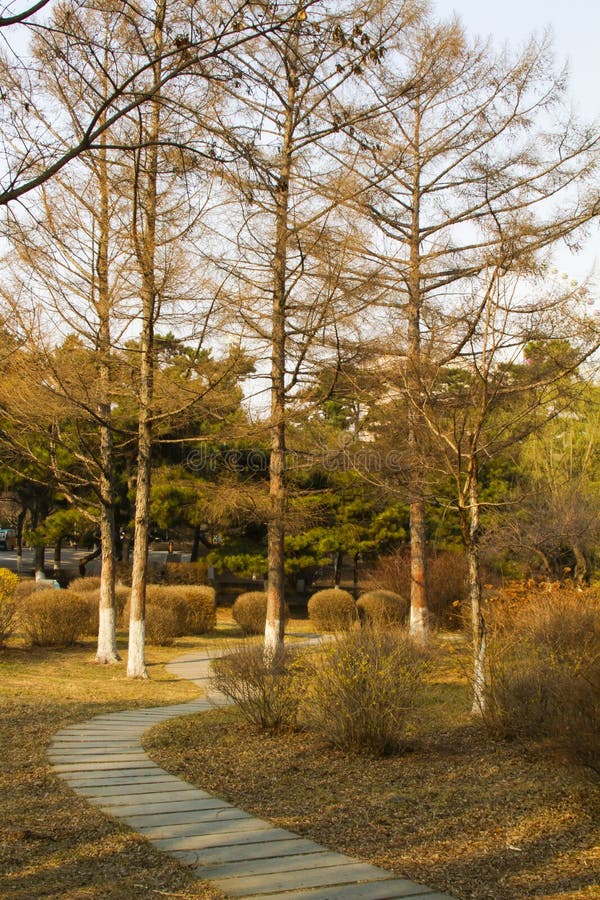 Trees in a Park in Early Spring Stock Image - Image of flower, ground ...