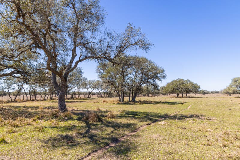 Trees and a Trail on a Texas Cattle Ranch Stock Image - Image of skies ...