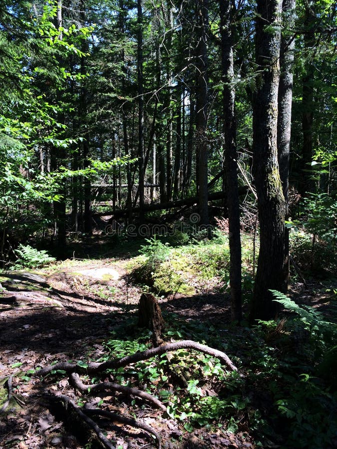 Trees and trails stock photo. Image of trees, trails - 53305562