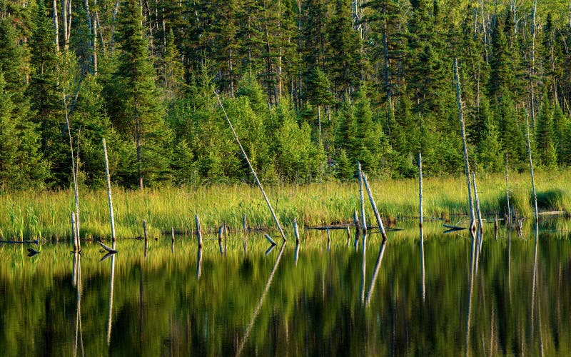 Trees in Transition Refections Stock Photo - Image of mirror, outdoors ...