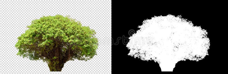 Trees on Transparent Picture Background with Clipping Path, Single Tree ...
