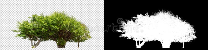 Trees on Transparent Picture Background with Clipping Path, Single Tree ...