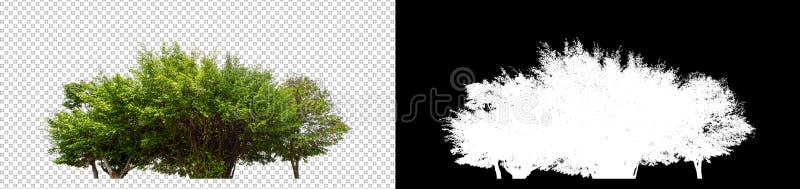 Trees on Transparent Picture Background with Clipping Path, Single Tree ...