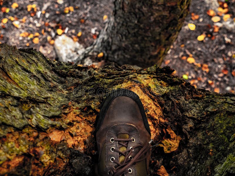 Trees and Travel stock photo. Image of nature, leaves - 137110274