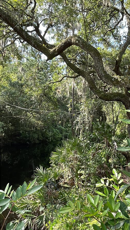 Trees and Tree Branches in the Forest Rich in Greenery Stock Photo ...