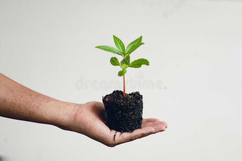 Trees and Tree Planting White Background Stock Photo - Image of ...