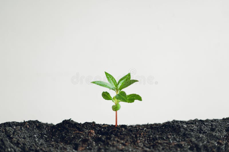 Trees and Tree Planting White Background Stock Photo - Image of ...
