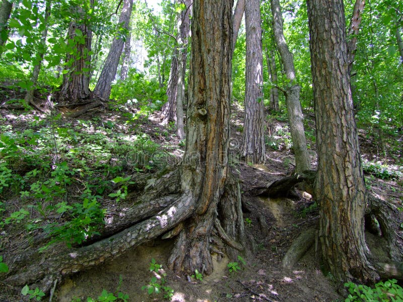 Trees and Tree Roots on a Hill in the Forest Stock Image - Image of ...