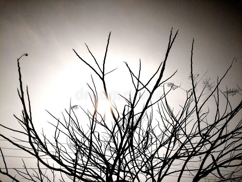 Tree Shukha Stock Photos - Free & Royalty-Free Stock Photos from Dreamstime