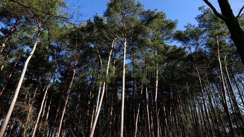 Trees. stock image. Image of landscape, forest, belgium - 111410579