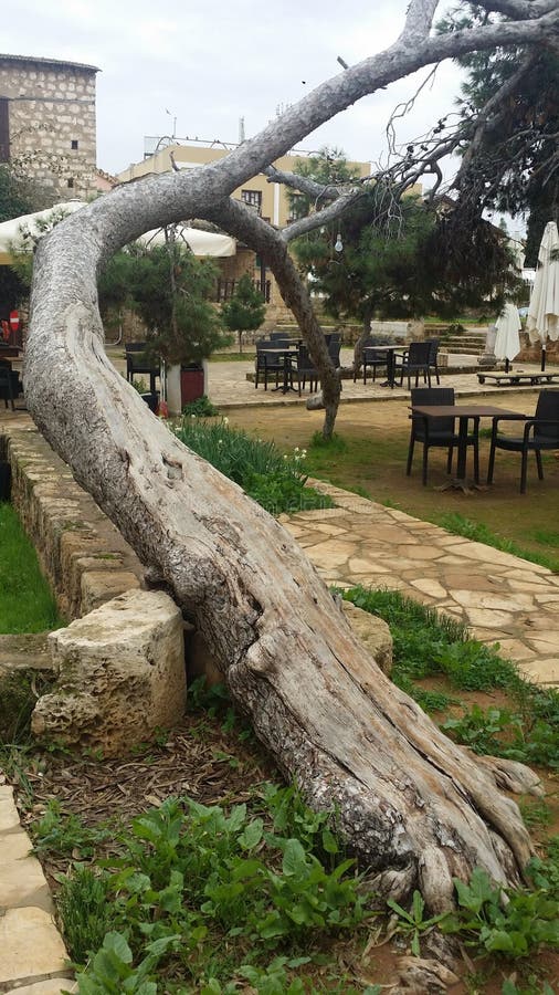 Trees stock photo. Image of trees, curve, compatible - 156551184