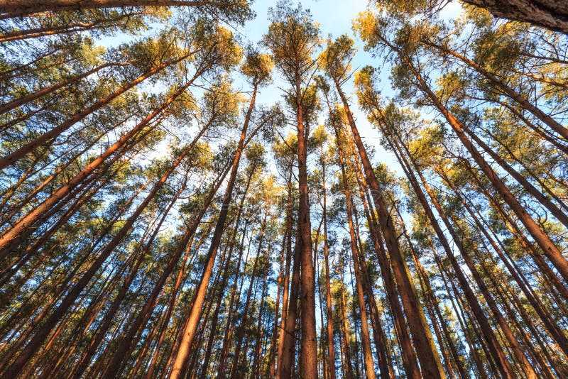 Trees / Treetops Inside Forest Stock Photo - Image of sunlight, forest ...