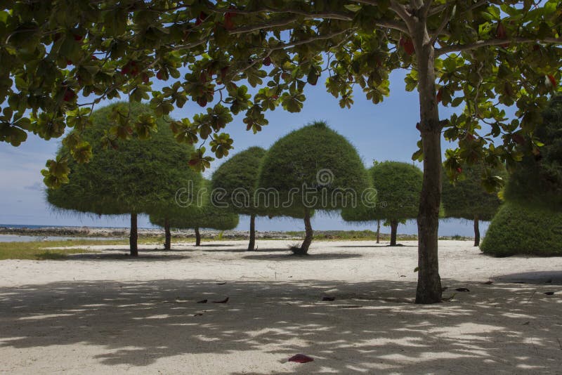 Trees triangular shapes stock image. Image of sand, beach - 91971669