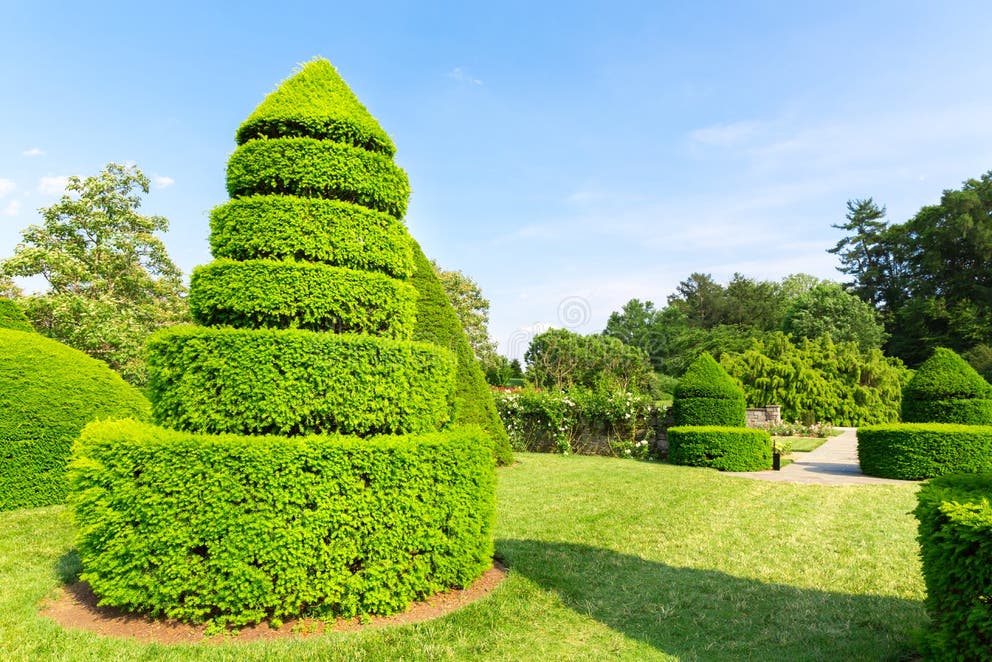 Trees Trimmed in the Shape of Pyramids Stock Image - Image of house ...