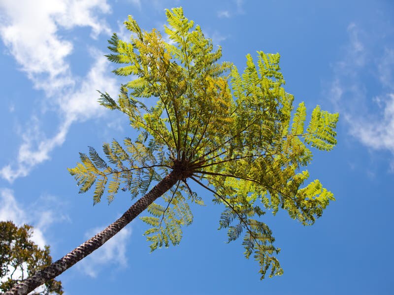 Trees of Tropical Climate, Bottom View Against the Blue Sky Stock Photo ...