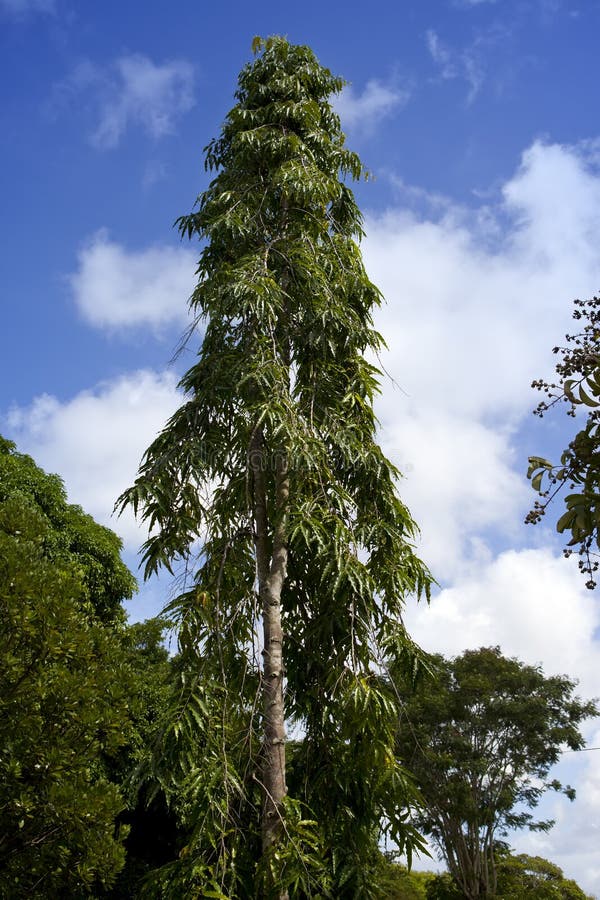 Trees of Tropical Climate. Mauritius Stock Image - Image of leaves ...