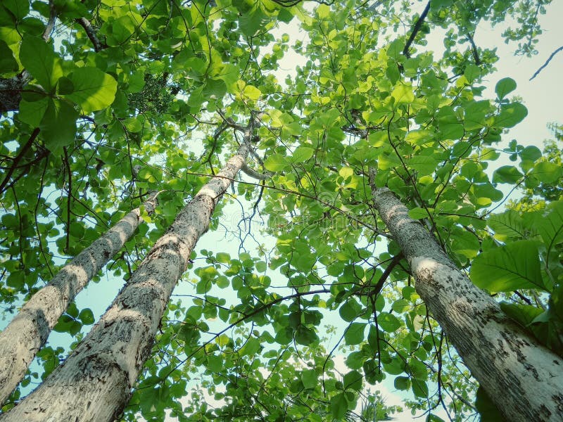 Tree elevation stock image. Image of grass, outdoors - 147086193