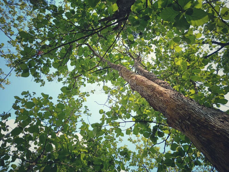 Tree elevation stock image. Image of grass, outdoors - 147086193