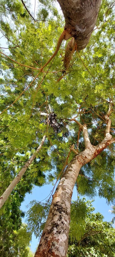Trees in the Tropical Forest Stock Image - Image of tropical, à¸¡à¸­à ...
