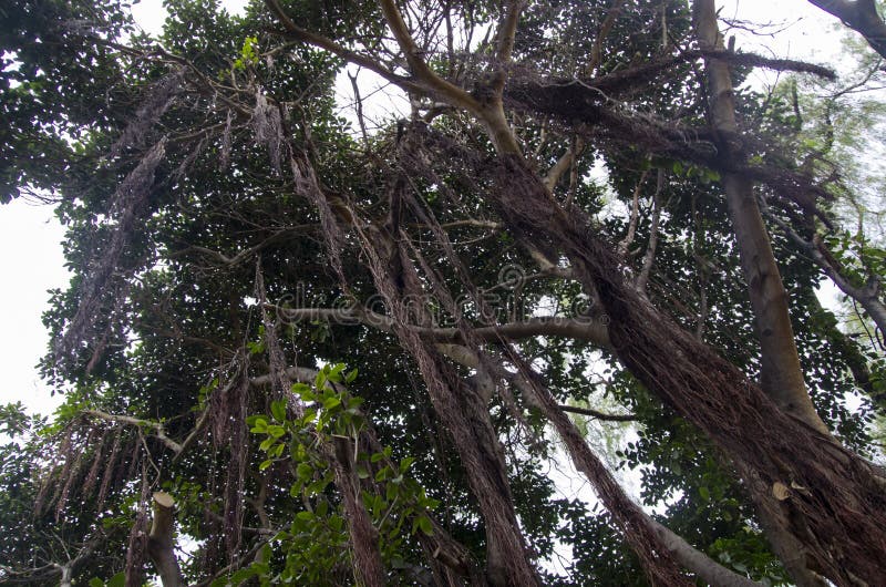 Old Twisted Trees With Vines Stock Image - Image of grove, many: 70174065