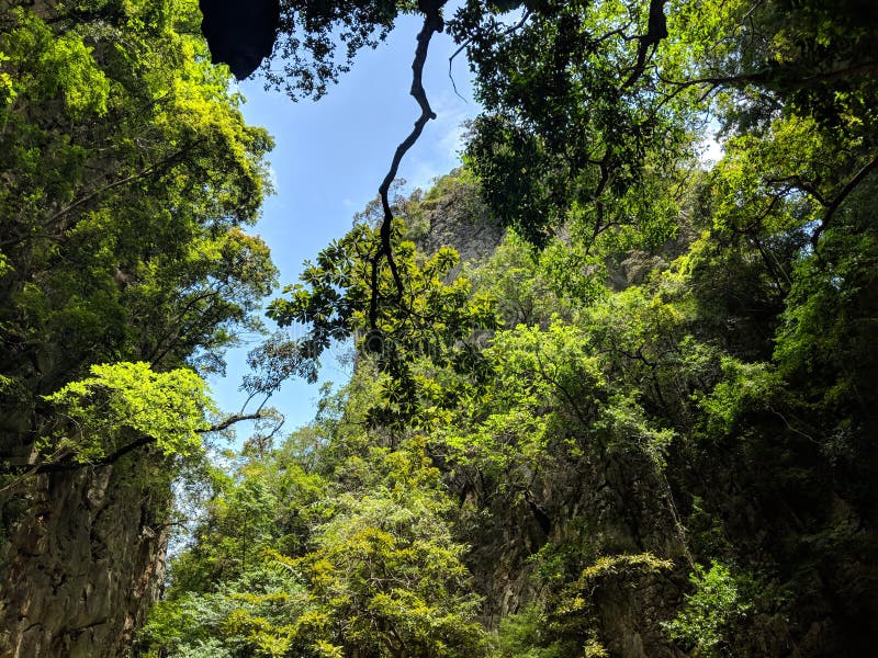 Trees on tropical island stock photo. Image of trees - 163495282