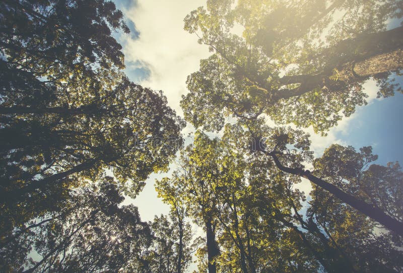 Trees in a Tropical Rain Forest Seen from Below Stock Image - Image of ...