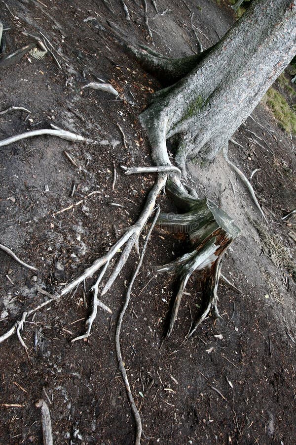 Trees and trunk an roots stock image. Image of foret, trees - 1014485