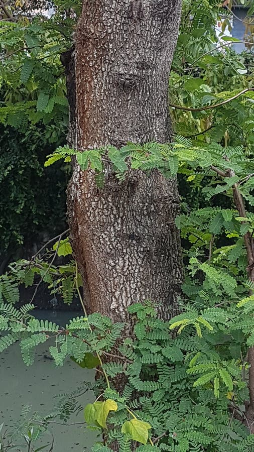 The Trees Trunk in Small Garden Forests Stock Image - Image of leaf ...