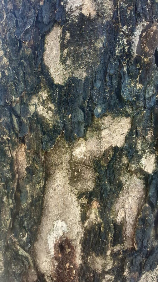 Trees Trunk Texture Wallpaper Background Stock Image - Image of ...