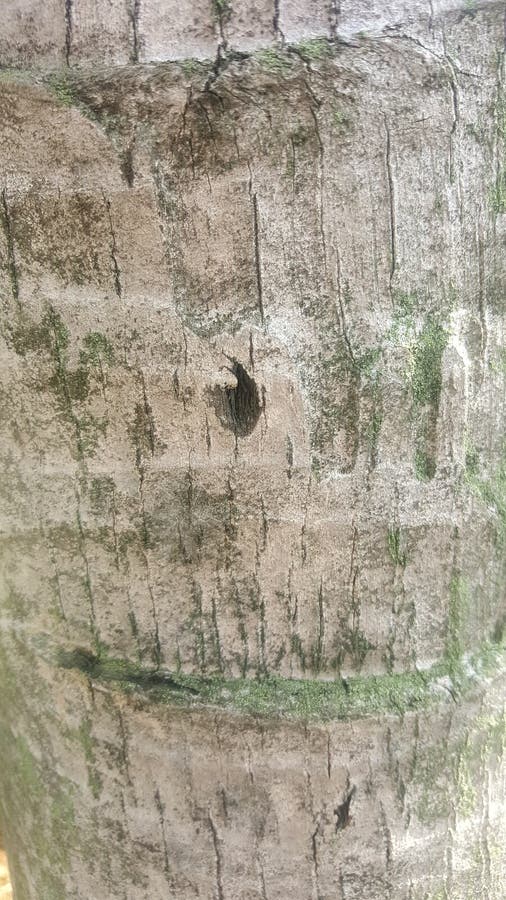 Trees Trunk Texture Wallpaper Background Stock Image - Image of trees ...