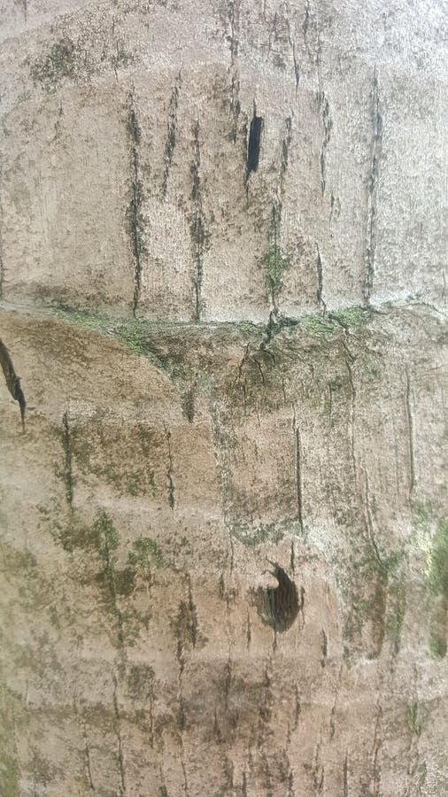 Trees Trunk Texture Wallpaper Background Stock Photo - Image of texture ...