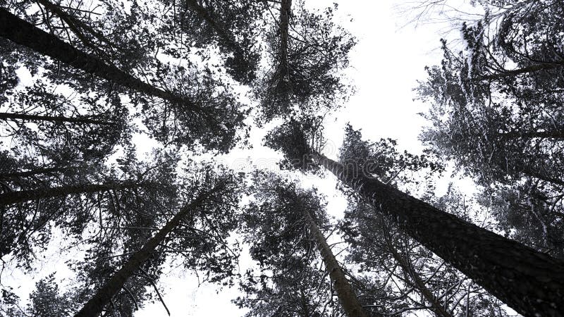 Trees and Trunks Covered with Snow and Ice, Bottom View. Media ...