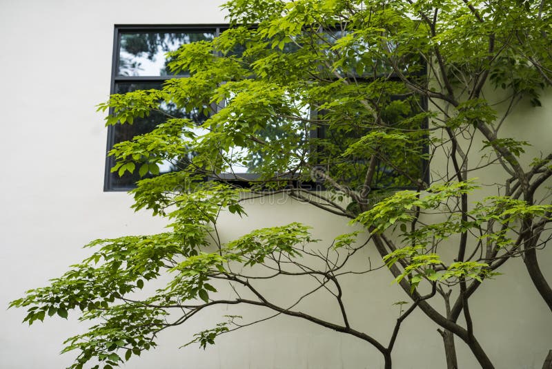 Trees and Trunks Outside the Window Stock Photo - Image of view ...