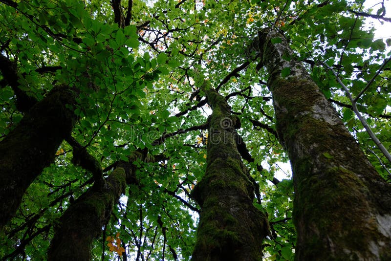 Under an Old Tree with a Mossy Trunk Stock Photo - Image of mossy ...