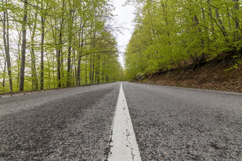 Trees Tunnel Over a Road in the Forest Stock Photo - Image of road ...