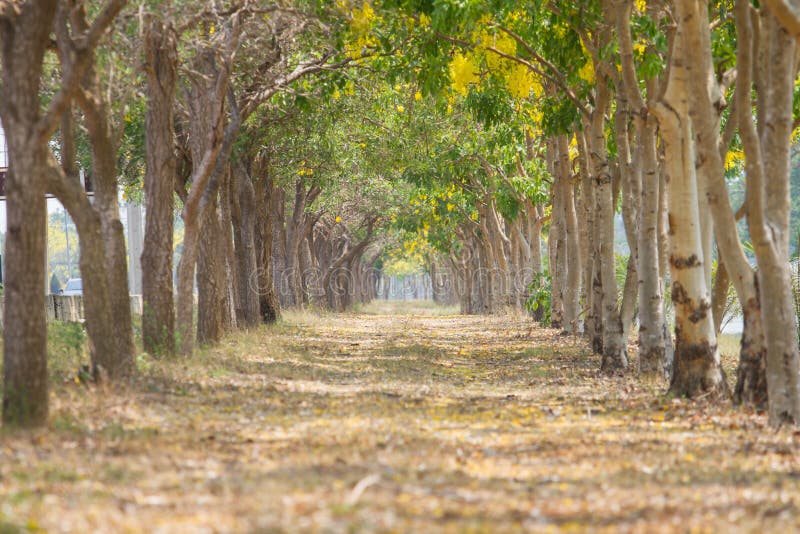 Trees Tunnel stock image. Image of environment, nature - 104633613