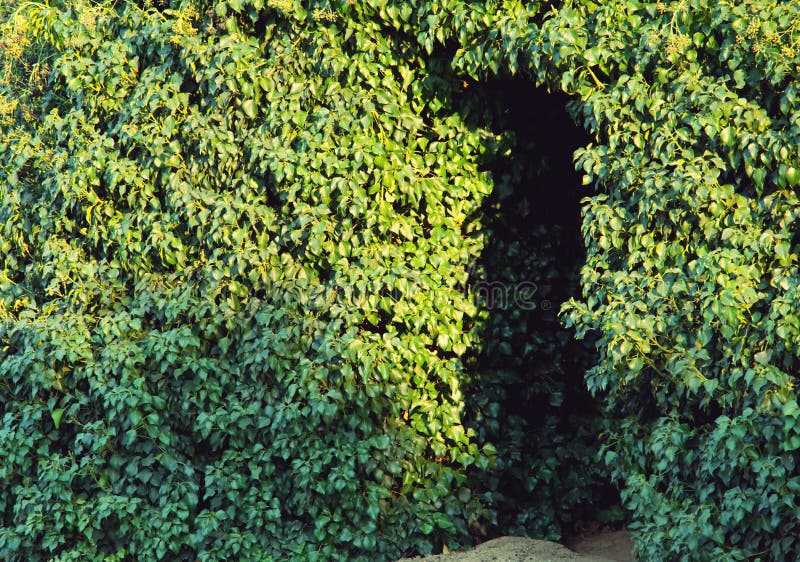 Trees tunnel stock photo. Image of tree, spring, tunnel - 210956818